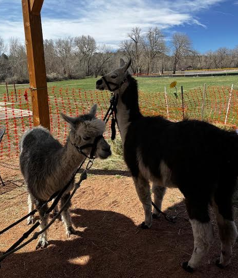 which is the llama and which is the alpaca? | Pueblo City-County ...